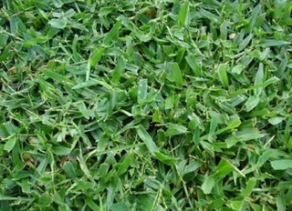 Jual benih bibit biji rumput signal - biji rumput pakan ternak | Shopee ...