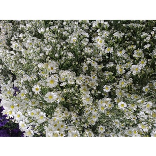 Jual bunga peacock / bunga pikok putih fresh bunga asli | Shopee Indonesia