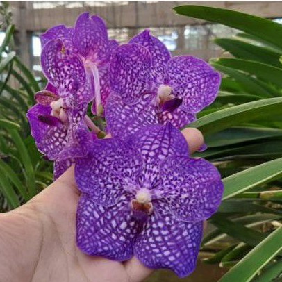 Jual Anggrek Vanda Biru New Edition Dewasa | Shopee Indonesia