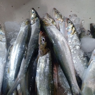Jual IKAN PAYUS ATAU BISA DI SEBUT IKAN BANDENG LAKI 1KG Indonesia ...