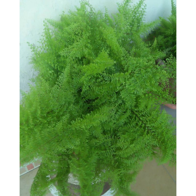 Jual Tanaman hias pakis embun - tanaman rimbun - tanaman pot gantung ...