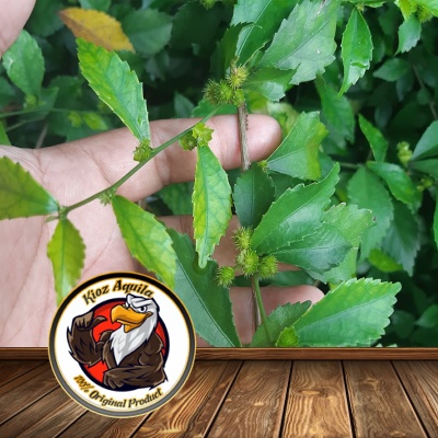 Jual Stek Stekan pohon teh tehan - tanaman teh-tehan 150 gr | Shopee ...