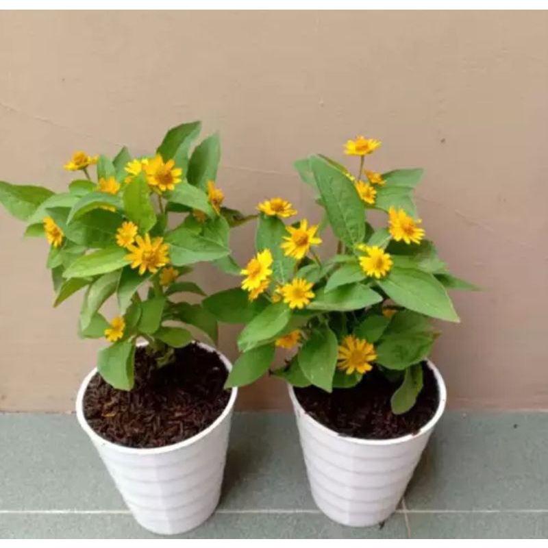 Jual paket rimbun tanaman hias bunga matahari mini pembersih udara ...