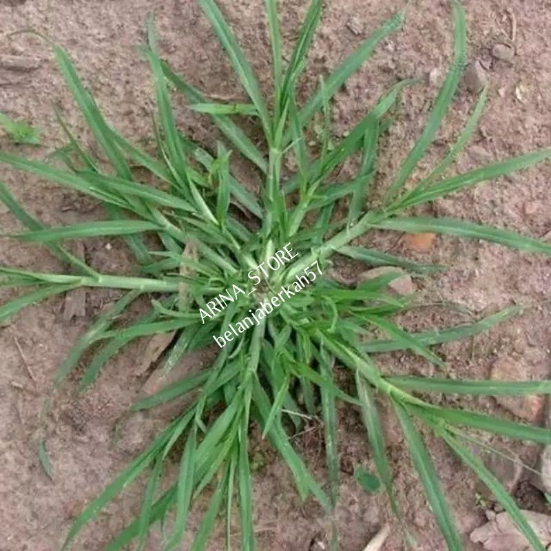 Jual Rumput Jampang Belulang Untuk Kesehatan Herbal 500gr | Shopee ...