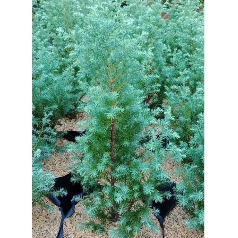 Jual ( BISA COD ) Tanaman Hias Cemara Embun / Pohon Cemara Embun ...