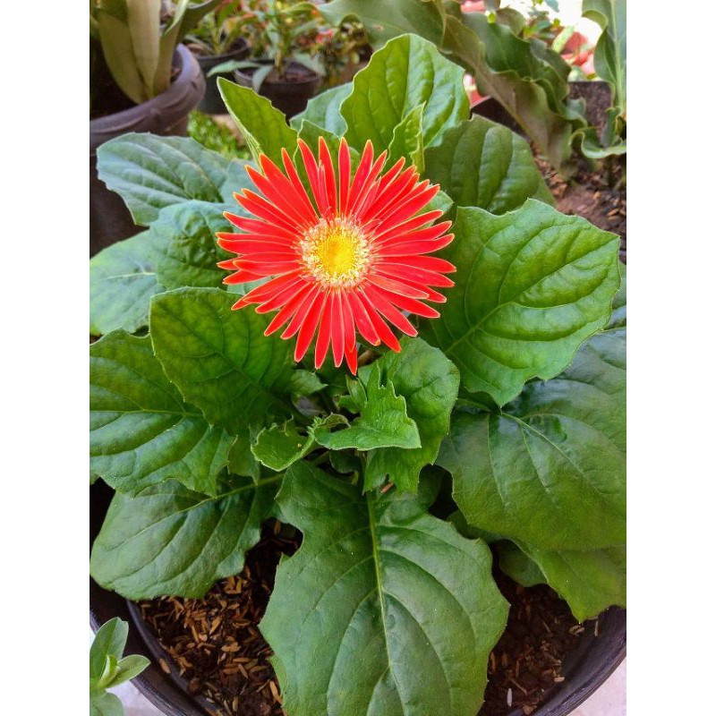Jual Tanaman Hias Gerbera (Hebras) | Shopee Indonesia