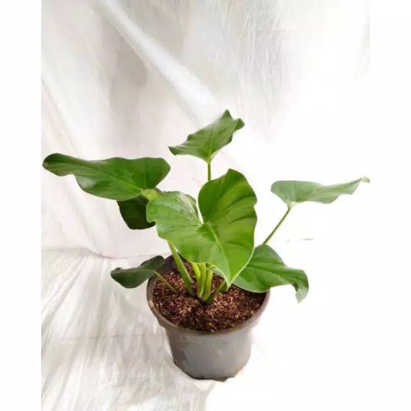 Jual TANAMAN HIAS PHILO MARBLE -PHILODENDRON MARBLE | Shopee Indonesia