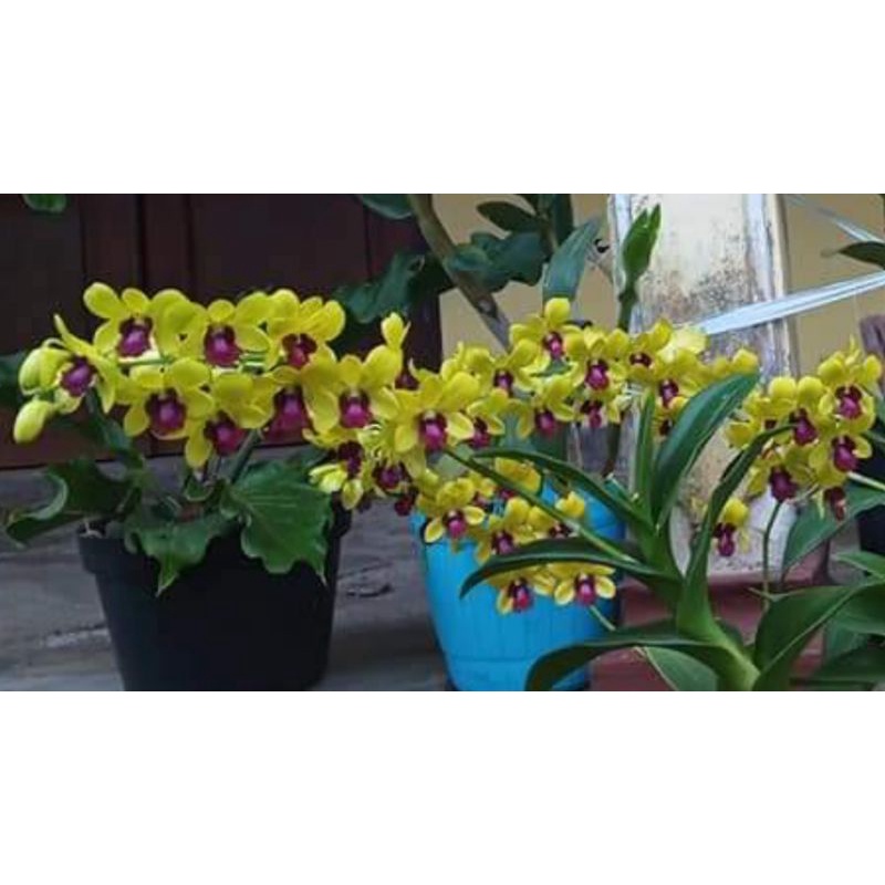 Jual dendro rimbun kuning | Shopee Indonesia