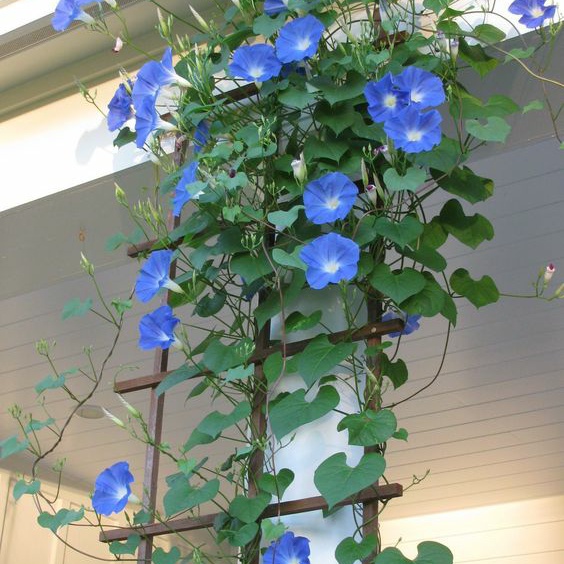 Jual Tanaman hias - morning glory - tanaman rambat -morning glory ...