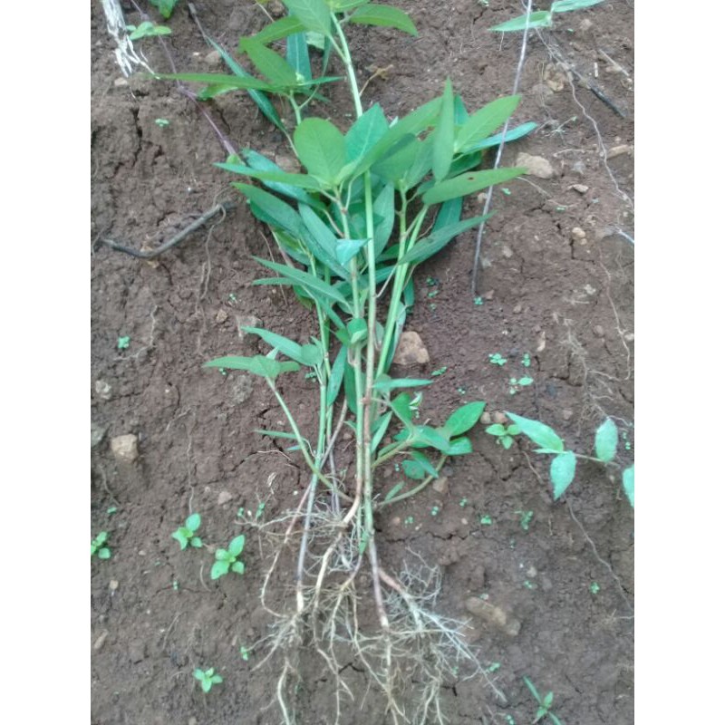 Jual Bibit benih tanaman sena kate mas isi 10 pohon | Shopee Indonesia