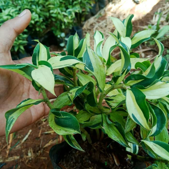 Harga pacing pentul variegata Terbaru Mei 2025 | BigGo Indonesia