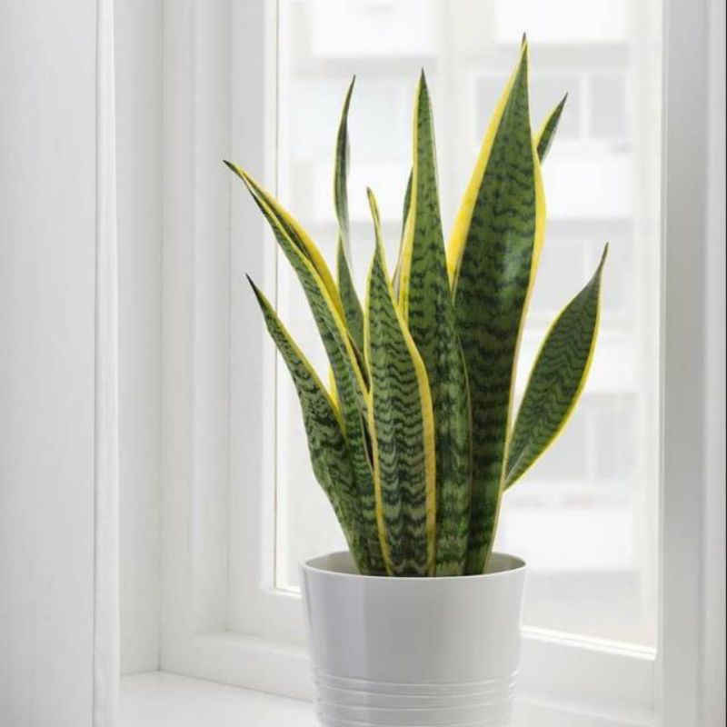 Jual Sansevieria trifasciata tanaman hias sensivera-lidah mertua ...