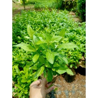 Jual PROMO TERMURAHH !!! Tanaman hias lee kwan yew / li kwan yu / le ...