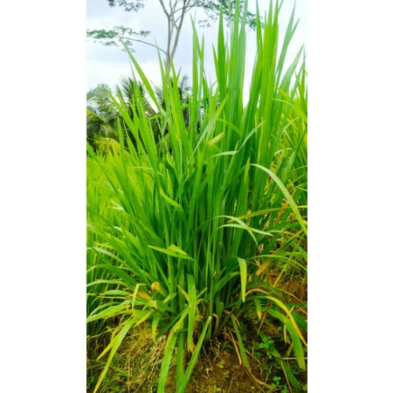 Jual Bibit Sataria Demplot Bibit Rumput sataria pakan ternak (paket 10 ...