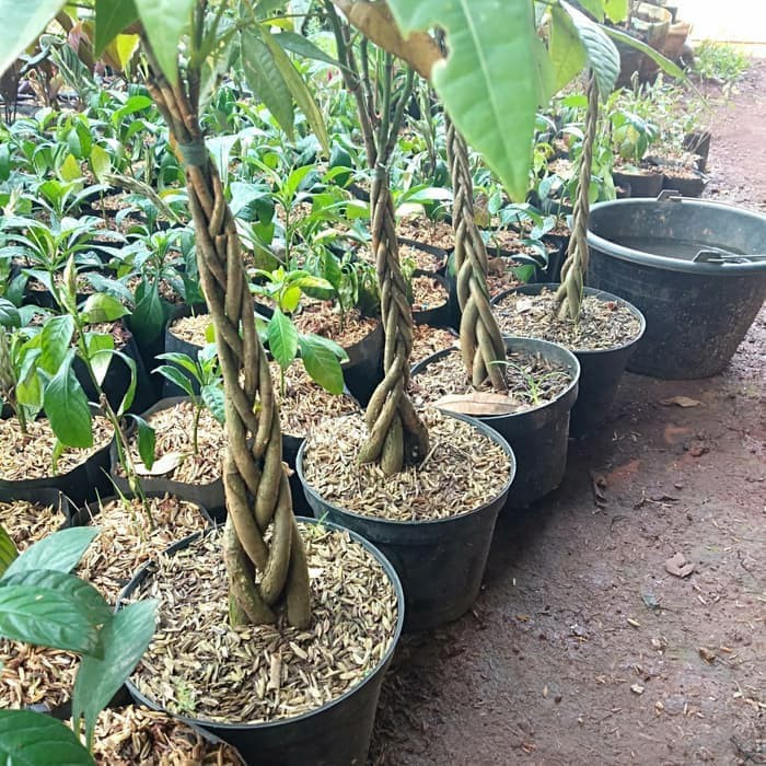 Jual MURAH!!! tanaman hias pachira kepang 6 - pacira kepang 6 | Shopee ...