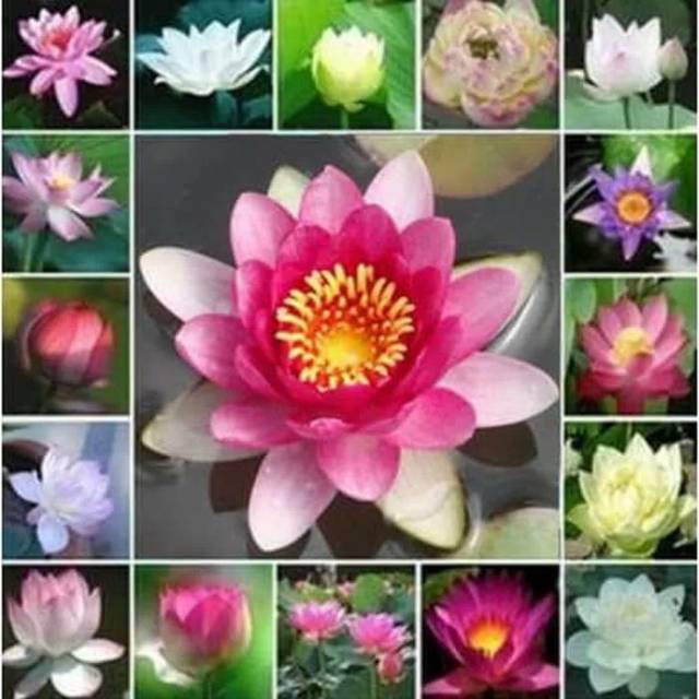 Jual bunga lotus mini Harga Terbaik & Termurah Februari 2023 | Shopee ...