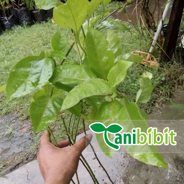 Jual Bibit Pohon Buah Markisa Ungu - Tanaman Edulis Sims | Shopee Indonesia