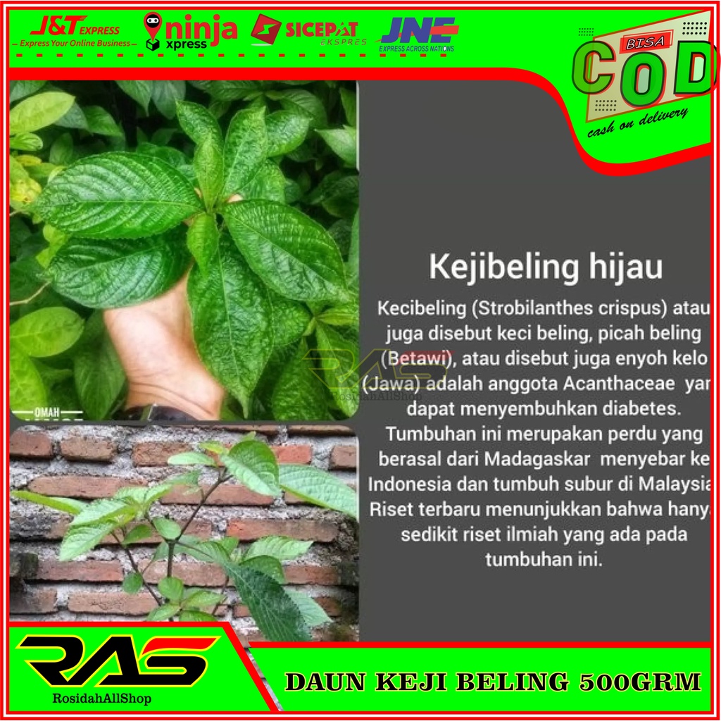 Jual DAUN KEJI BELING 500 GRM/PECAH BELING PENANGKAL BATU GINJAL ...