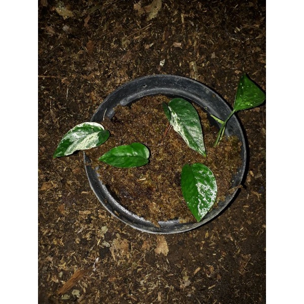 Jual Tanaman Hias Murah Epipremnum Sp Bali atau Epipremnum Pinnatum ...