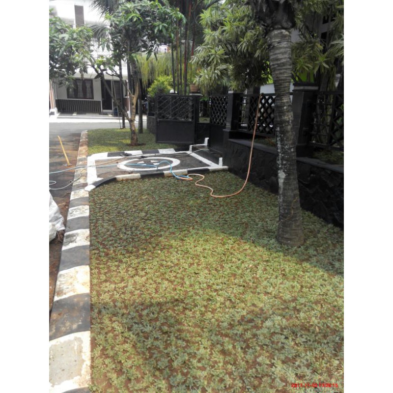 Jual Rumput Gajah Mini 1 Meter Rumput Gajah Mini Varigata Shopee