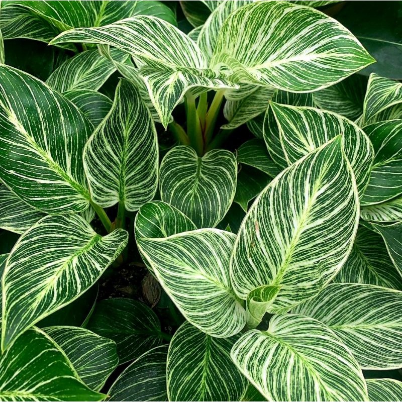 Jual Philo Birkin / Tanaman philodendron / philodendron tanaman hias ...