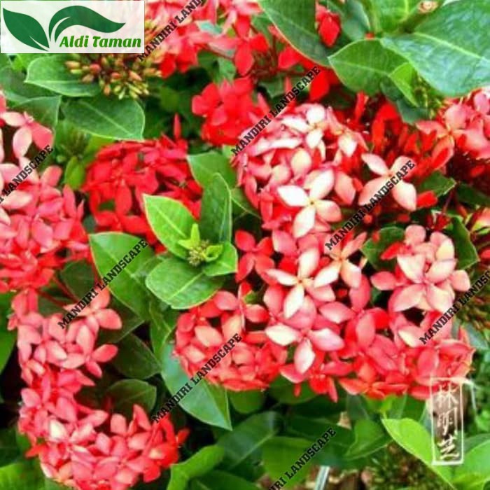 Jual Tanaman Hias Soka Bunga Merah ALDI TAMAN | Shopee Indonesia