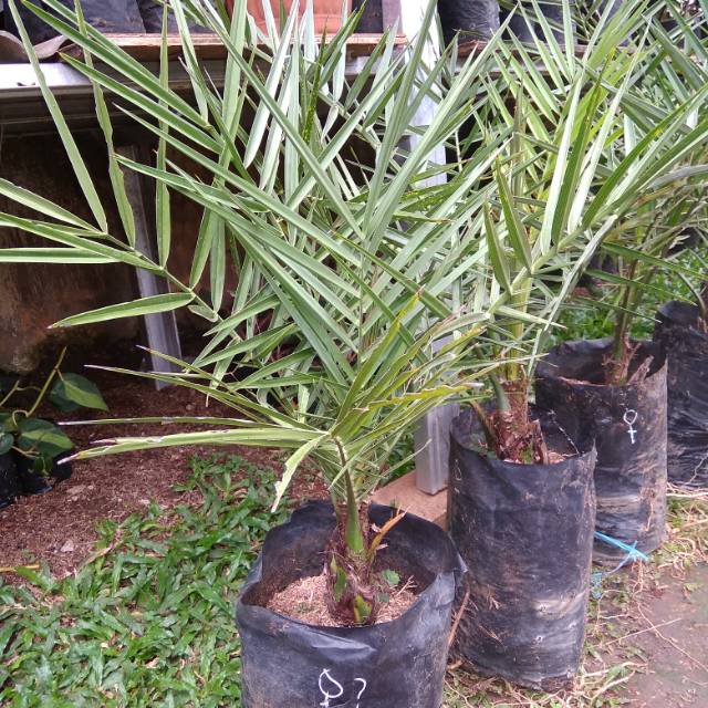 tanaman kurma azwa tinggi 1 meter-pohon kurma tinggi 1 meter | Shopee ...