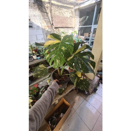 Jual Monstera Constellation Tha 5 daun Besar | Shopee Indonesia