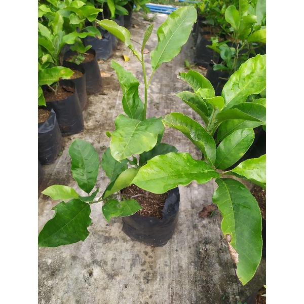 Jual bibit pohon bunga cempaka gondok kuning bunga cempaka gondok wangi ...