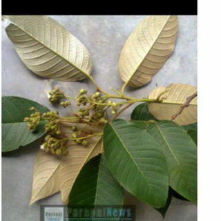 Jual DAUN PIRDOT SEGAR ATAU SAURAUIA BRACTEOSA 500 GRAM/OBAT HERBAL ...