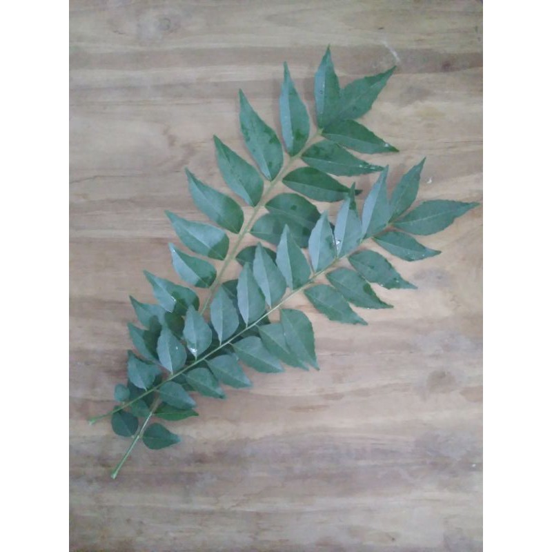 Jual Daun kari salam koja temurui organik bebas pestisida 100g 100 g ...