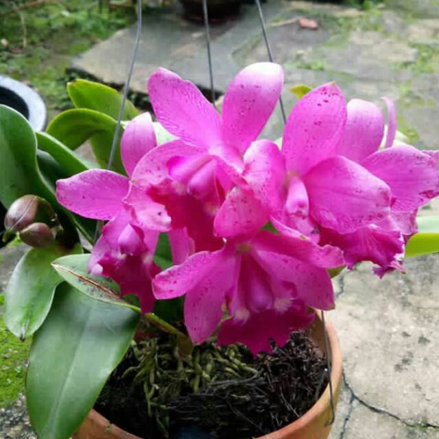 Jual Bermacam bunga anggrek hidup lokal dan import | Shopee Indonesia