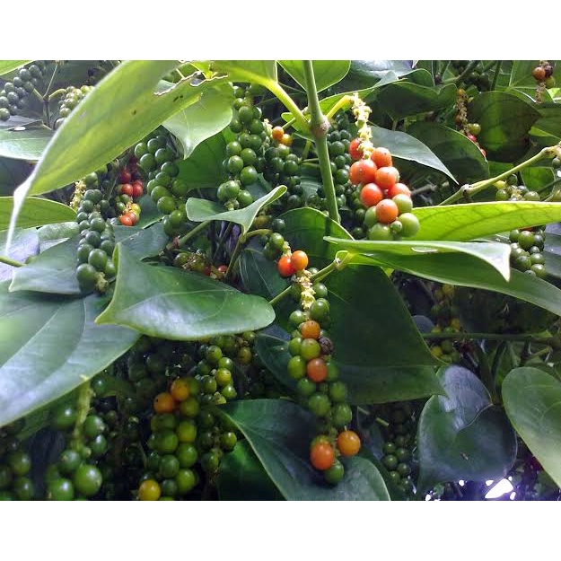 Jual Biji benih tanaman lada hitan /10 biji | Shopee Indonesia
