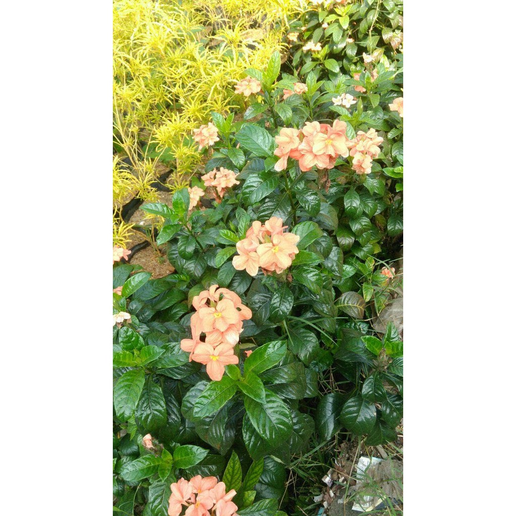 Inilah 24+ Tanaman Bunga Jepetan Kuku Terbaik - Informasi Seputar ...