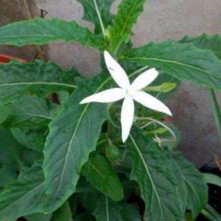 Jual Tanaman Herbal Kitolod - Korejat - Bunga Katarak-Kigebray( BELI 3 ...