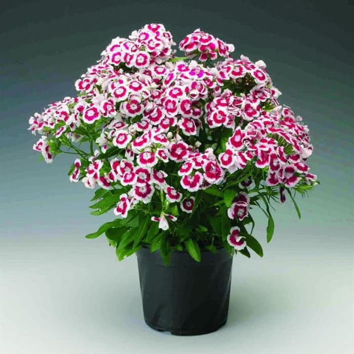 Jual Tanaman hias anyelir bunga merah putih - dianthus red picotee ...