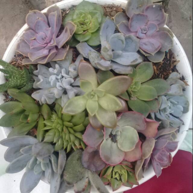 Harga Skulen Mini Terbaru Mei 2025 | BigGo Indonesia