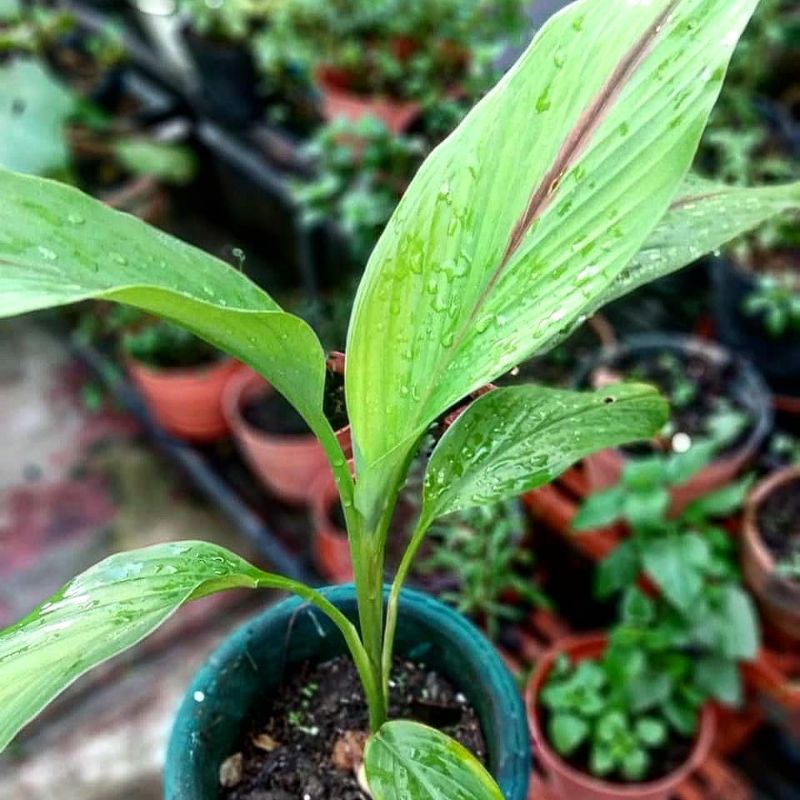 Jual Tanaman Herbal Temu Putih/Bibit Tanaman Temu Putih (Curcuma ...