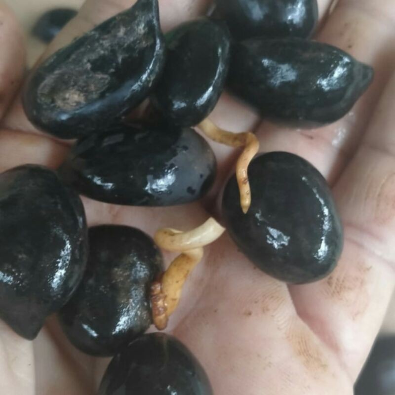 Jual bibit biji buah aren enau atau ARENGA PINNATA siap semai bibit ...