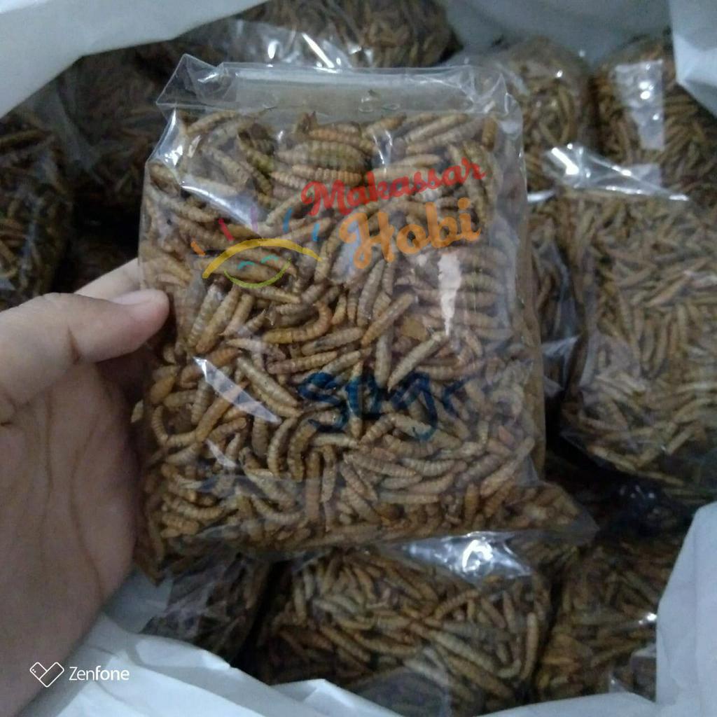 Jual Maggot Larva BSF Kering 50gr Magot Makanan Ikan Hias Arwana Koi ...