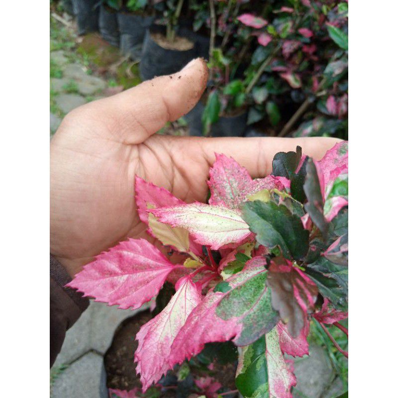 Jual Bibit Bunga Sepatu Variegata Merah Putih Tanaman Hias | Shopee ...