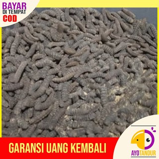 Jual Prepupa Magot BSF Pupa Lalat Black Soldier Fly 100 gram | Shopee ...