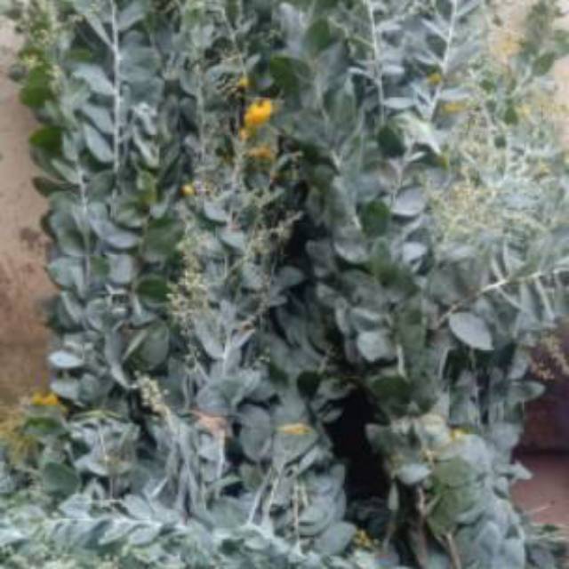 Produk freya flowers | Shopee Indonesia