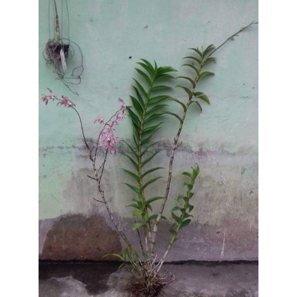Jual JUMBO 70-100CM - ANGGREK JADUL - SUPERBIEN JUMBO -BANTIMURUNG ...