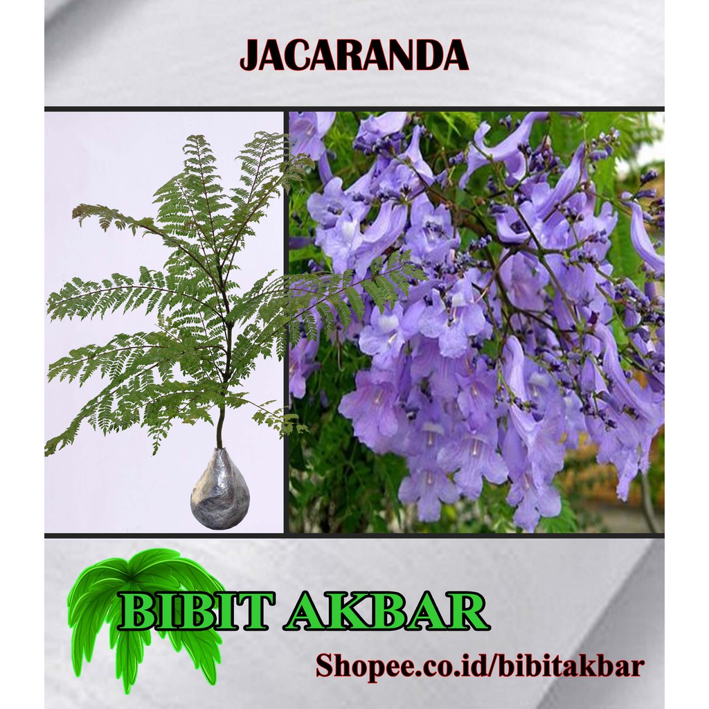 Jual Bibit Tanaman Jacaranda | Shopee Indonesia
