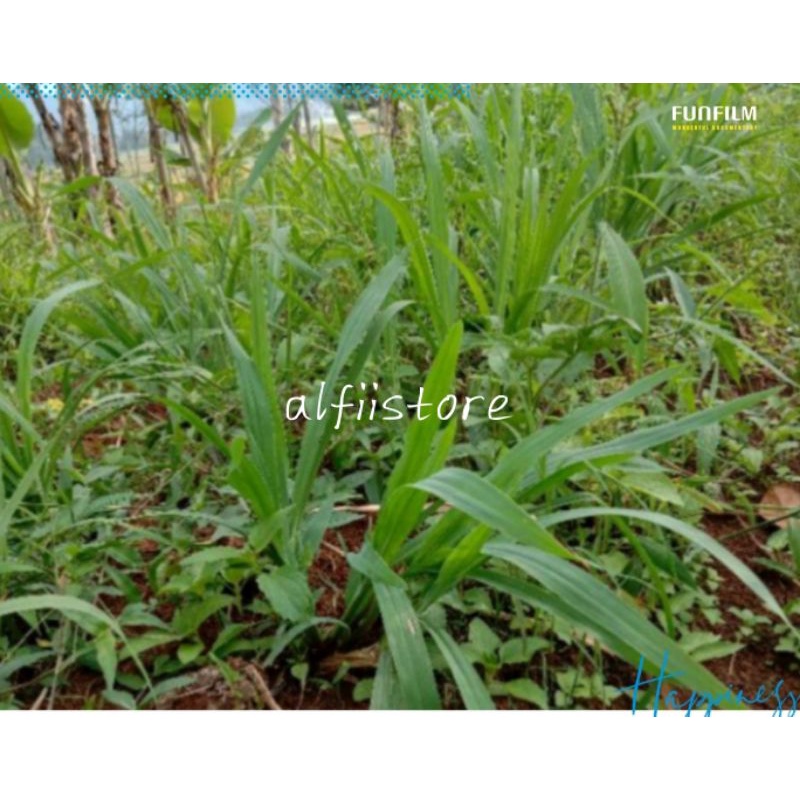 Jual benih rumput setaria 30 tangkai rumput halus non bulu | Shopee ...