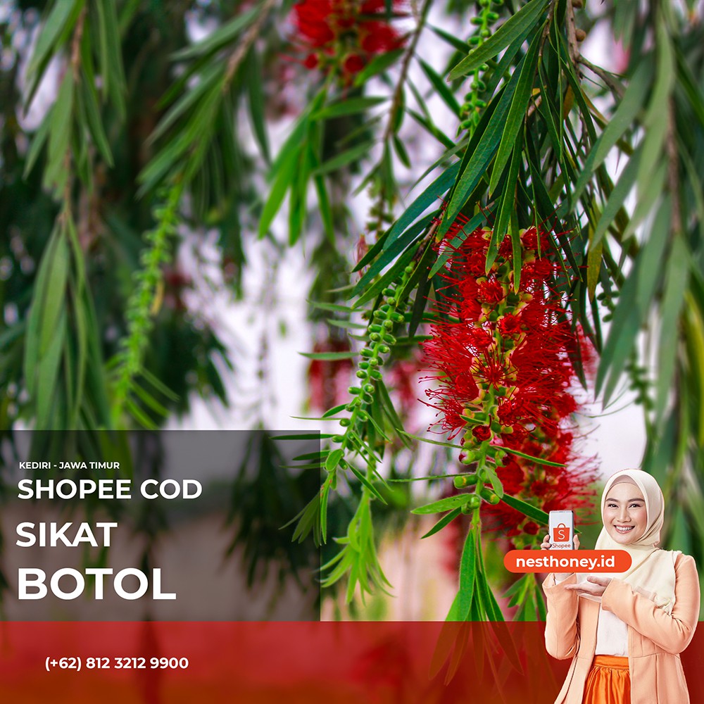 Jual Bunga Sikat Botol Lokal / Bunga Klanceng / Callistemon | Shopee ...