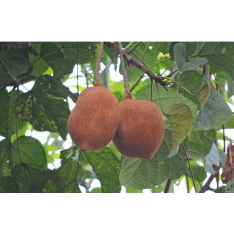 Buah Kluwek - Perumperindo.co.id