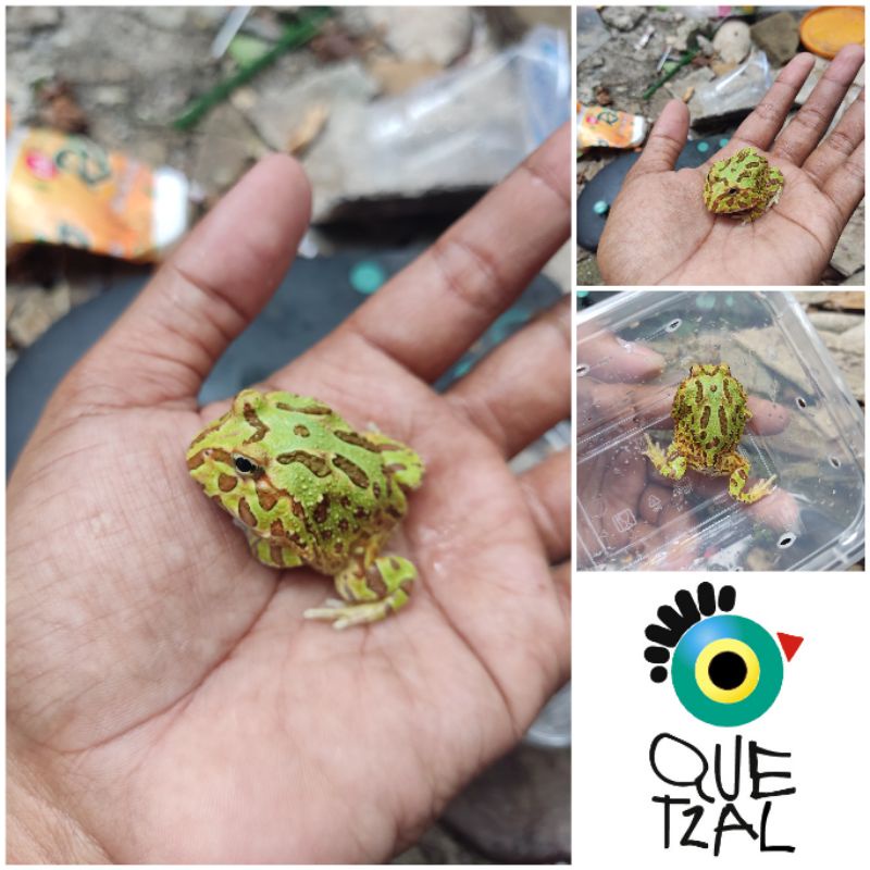 Jual Kodok Pacman Frog Green/ Katak Pacman | Shopee Indonesia