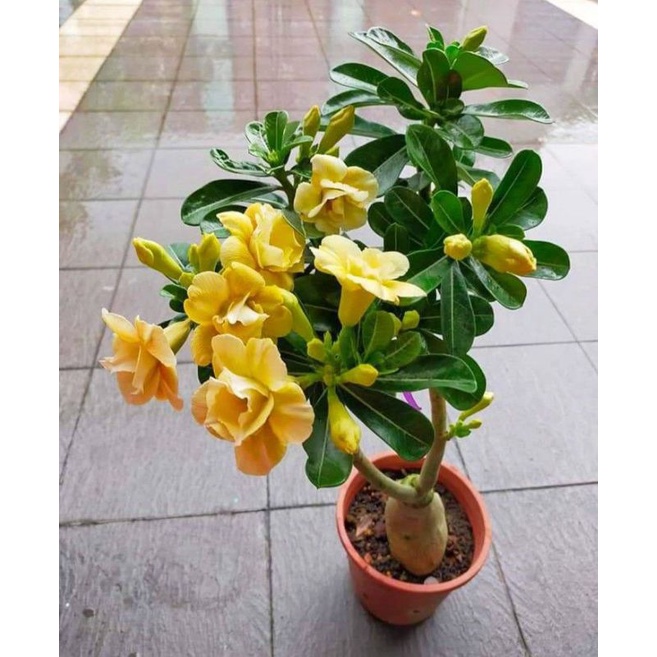 Jual Bibit Tanaman Adenium Bunga Kuning Adenium Bonggol Besar Kamboja